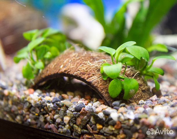 Держатели (крепления) для аквариумных растений