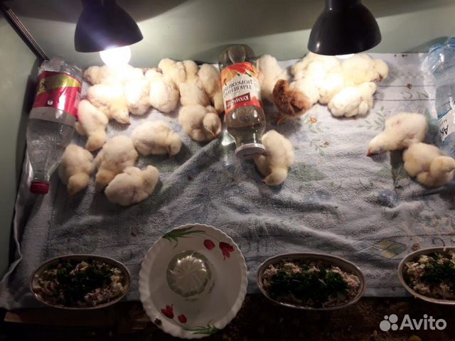 Бройлерные куры Арбор Айкрес