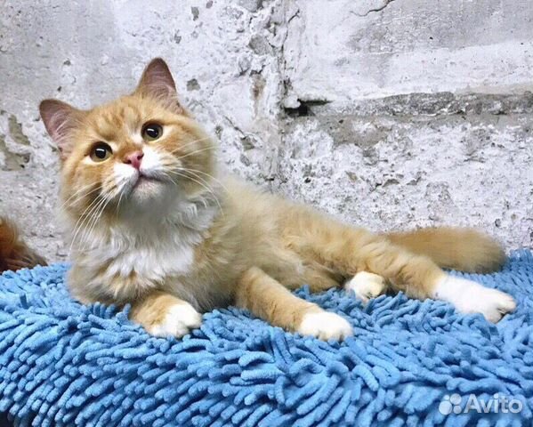 Котенок Афонька ищет дом