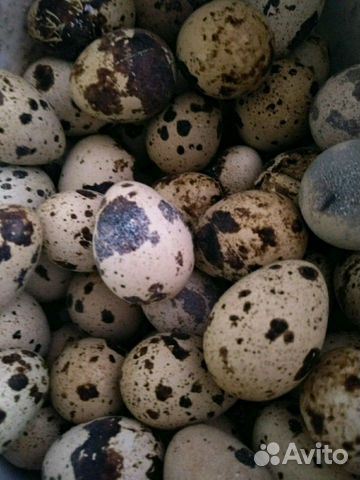Инкубационное яйцо техасского перепела