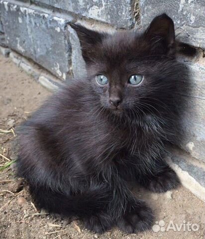 Котенок мальчик
