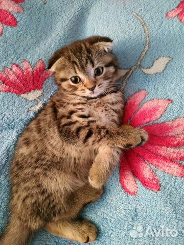 Вислоухая девочка