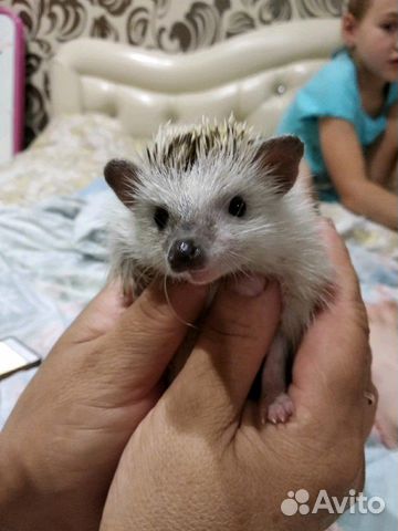 Африканский еж