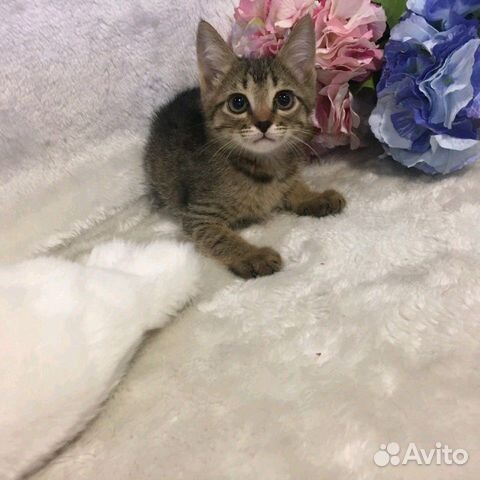 Маленький комочек счастья ищет дом