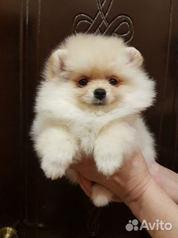 Шпиц. Кремовые мини-мишки