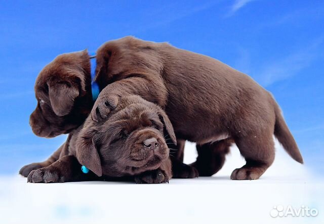 Лабрадор шоколад мальчик девочка п-к РКФ