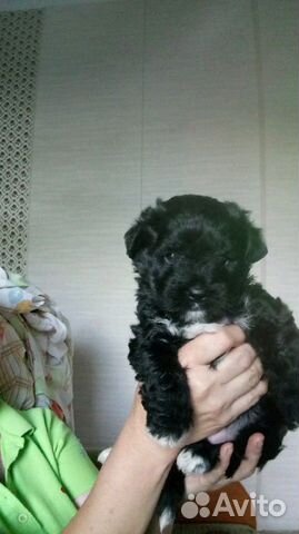 Щеночек мелкой породы