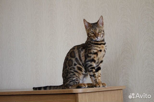 Котенок-мечта
