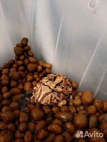 Лягушка рогатка кранвелла