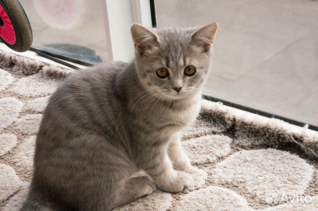 Котенок-девочка, породы Европейская в хорошие руки