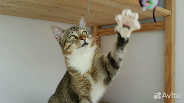 Котака-улыбака Миша ждет свою любящую семью