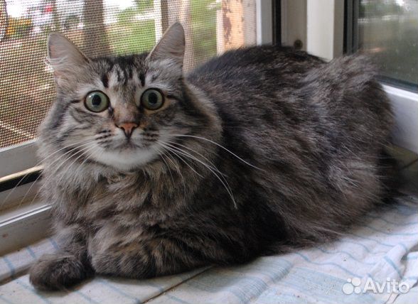 Кошка Тимошка