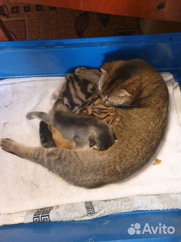 Шотландские колобки