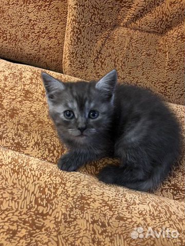 Котята шотландской вислоухой