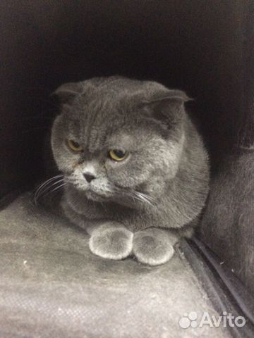 Кошка в добрые руки