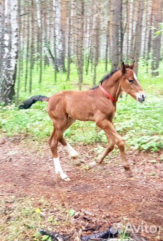 Продаю жеребенка