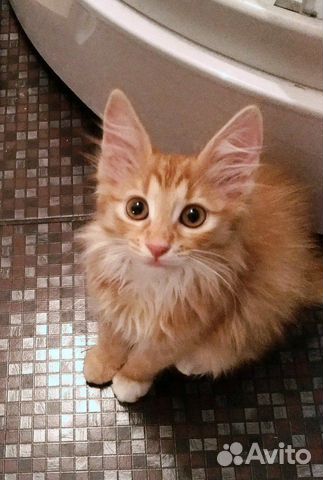 Кото-девочка-Златовласка