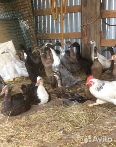 Бегунок индийский