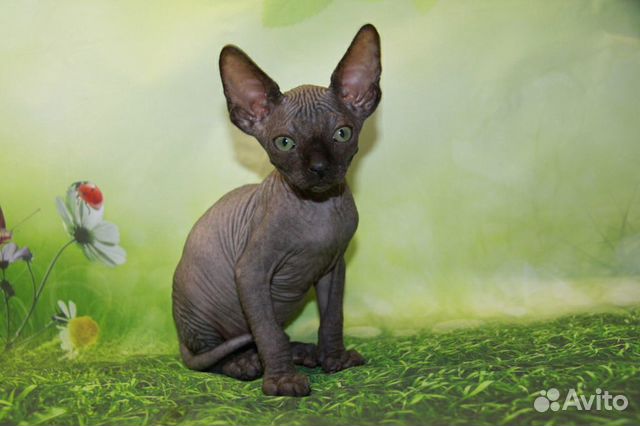 Котик Канадский сфинкс