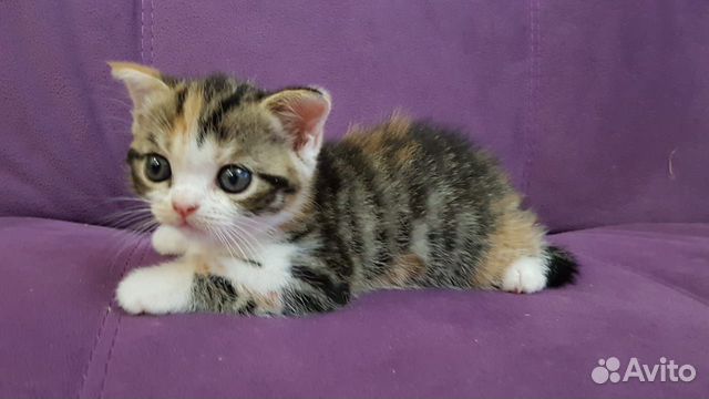 Шотландская кошечка