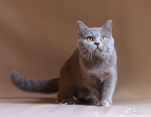 Голубокремовая британская девочка