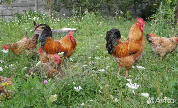 Цыплята на Обмен или продажу