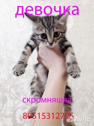 Очень красивые котята 2 месяца