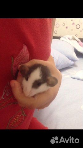 Декоративные крысята