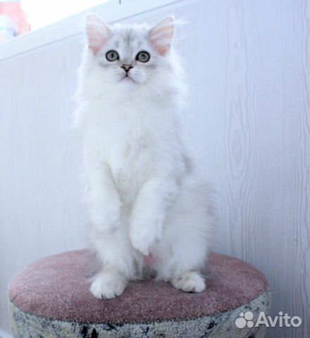 Шотландский котенок в серебристой шубке