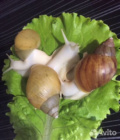 Улитки ахатины и аквариум