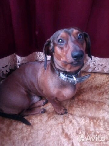 Щенки таксы