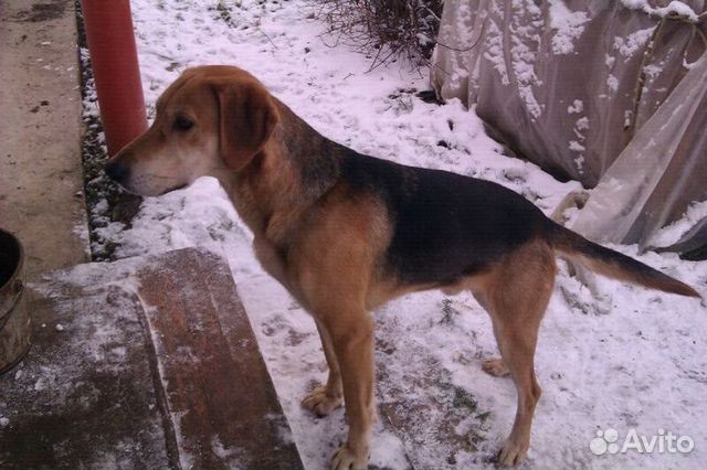 Русская гончая