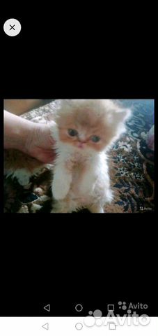 Персидский мальчик