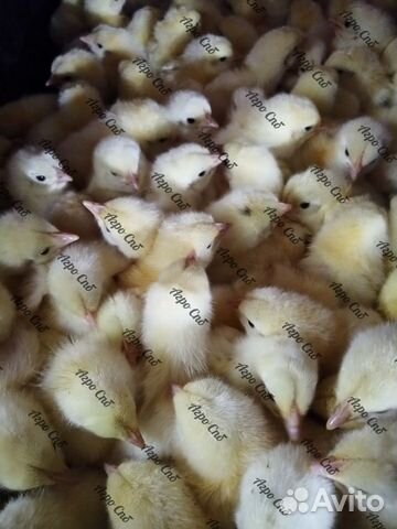 Суточный цыпленок бройлер росс 308 и кобб 500
