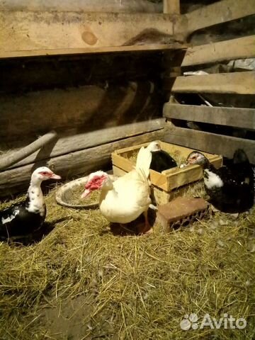 Продаются индоутки