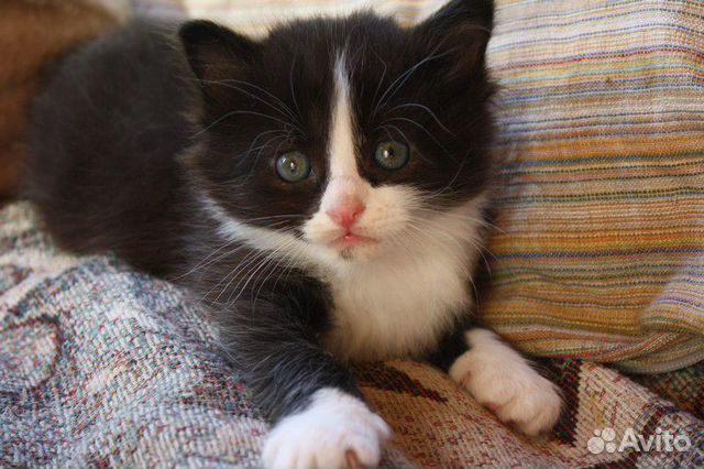 Котенок черный мальчик, возраст месяц