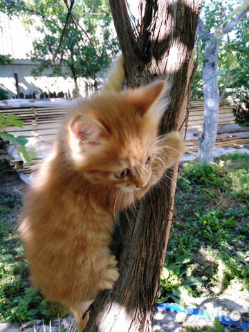 Отдам отличных котят в хорошие руки бесплатно