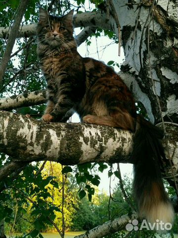 Мейн-кун котята