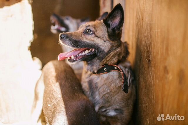 Чудесная Плюшка - добрый коротколапик