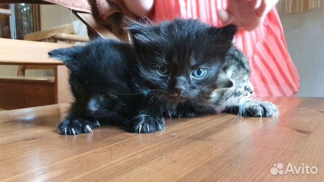 Славные котята