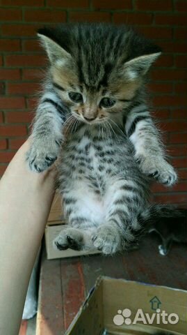 Котята