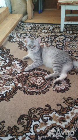 Британская кошечка