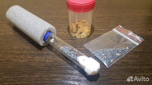 Муравьи (ant) Messor Structor (матка, +20 рабочих)