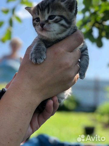 Самые красивые котики