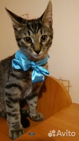 Котенок