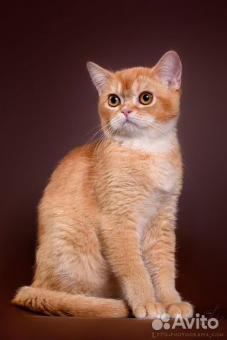 Яркий шотландец в разведение