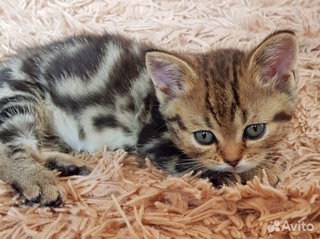 Шотландский котёнок