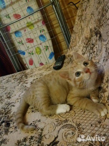 Рыжик 2 -3 мес