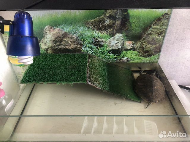 Красноухая черепаха с оборудованием