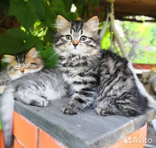 Девочка пушистая от персидской шиншиллы